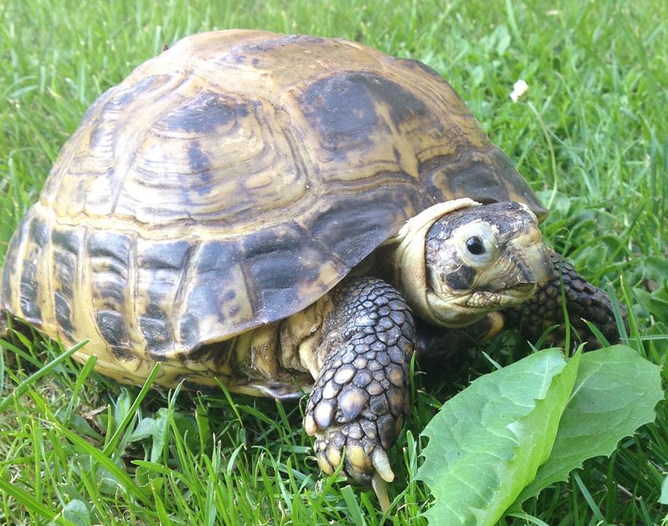 Česká želva® | +420 724 212 878 | Beroun