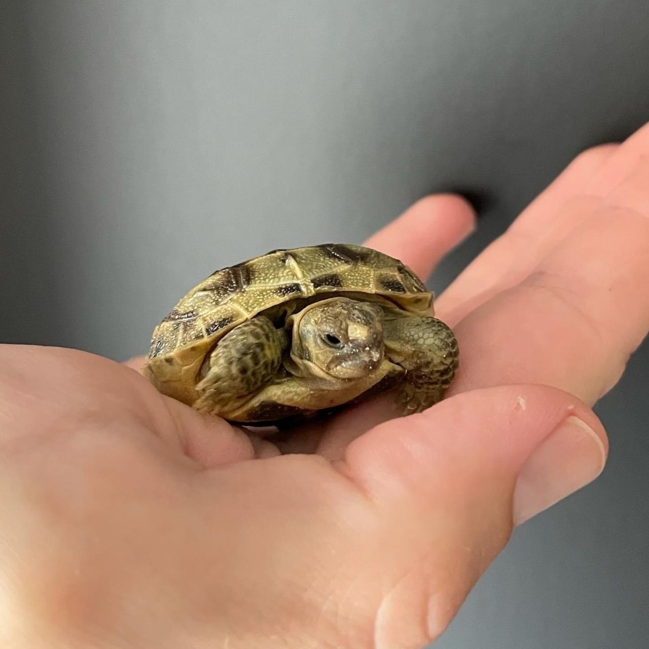 +420 724 212 878 | Želva stepní | Osobní odběr Beroun